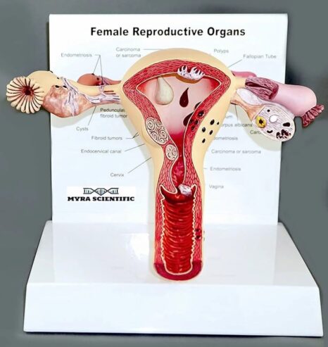 Human Reproductive Female Model System - Marketdeed